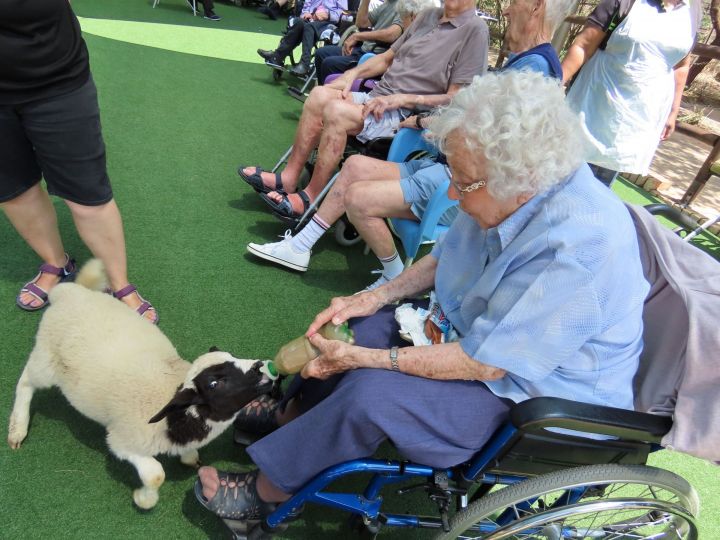 Baby animals bring magical moments to RSCC – Rand Aid Association