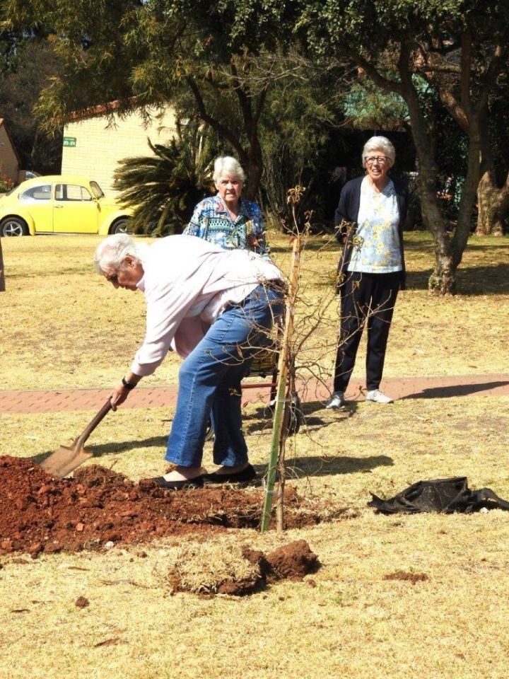 Sweet-smelling shade trees are Thornhill Manor’s newest ‘residents ...